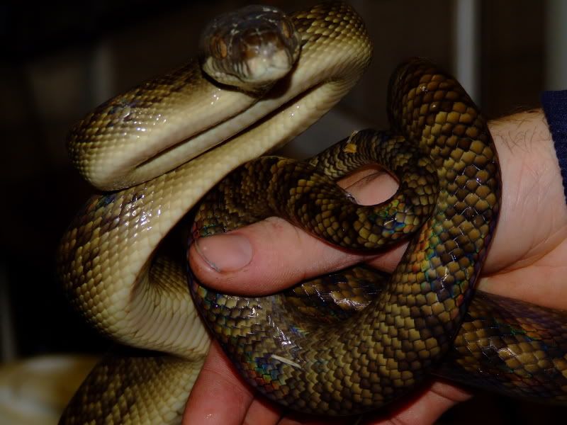 Amethystine (scrub) Python | Page 3 | Reptile Forums