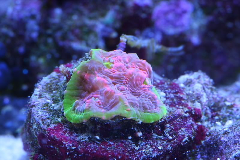 Chalice Show-Off Thread!!! | Reef2Reef