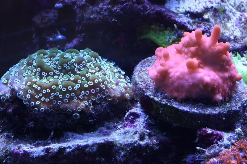 montipora setosa | Reef2Reef