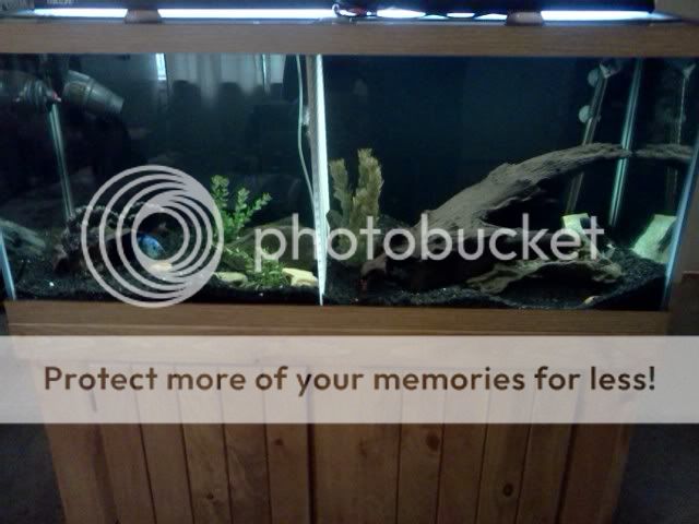 EBJD spawn (pictures) | Cichlid Fish Forum