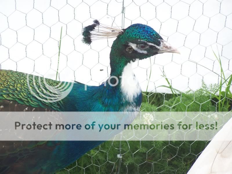 Blue-eyed IBs???? | BackYard Chickens - Learn How to Raise Chickens