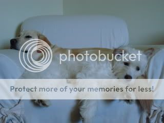 Do Dogs Have Belly Buttons? | Just Labradors