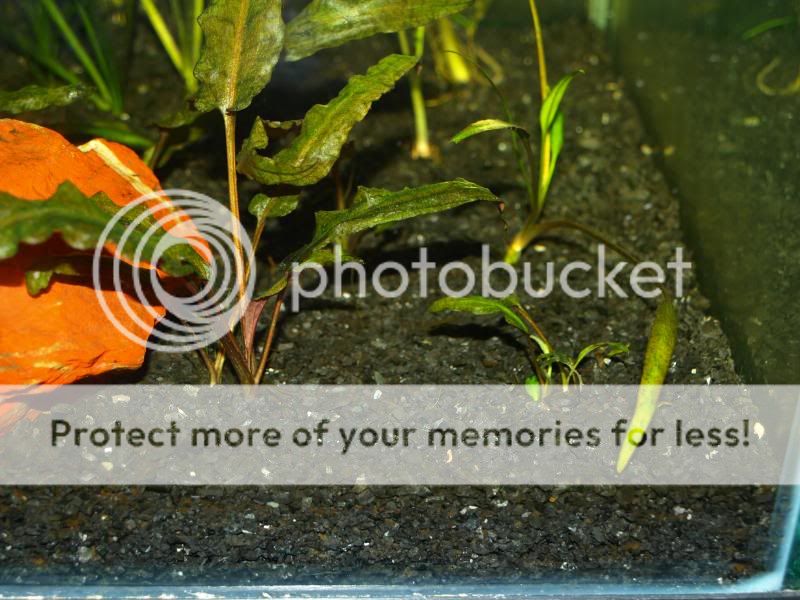 Crypt wendtii Tropica - melted - surviving - not growing | The Planted ...