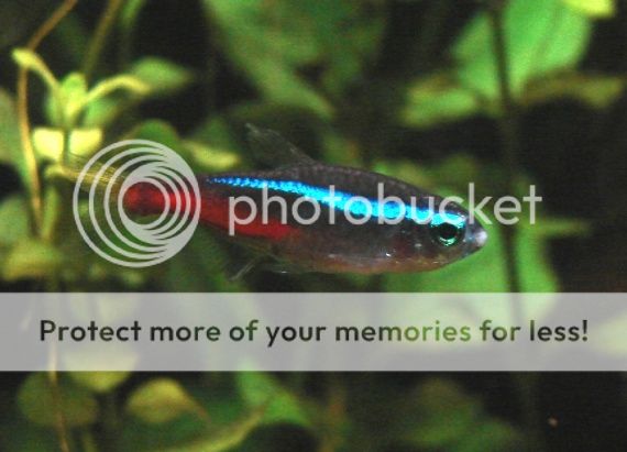 Columnaris, I think. | The Planted Tank Forum