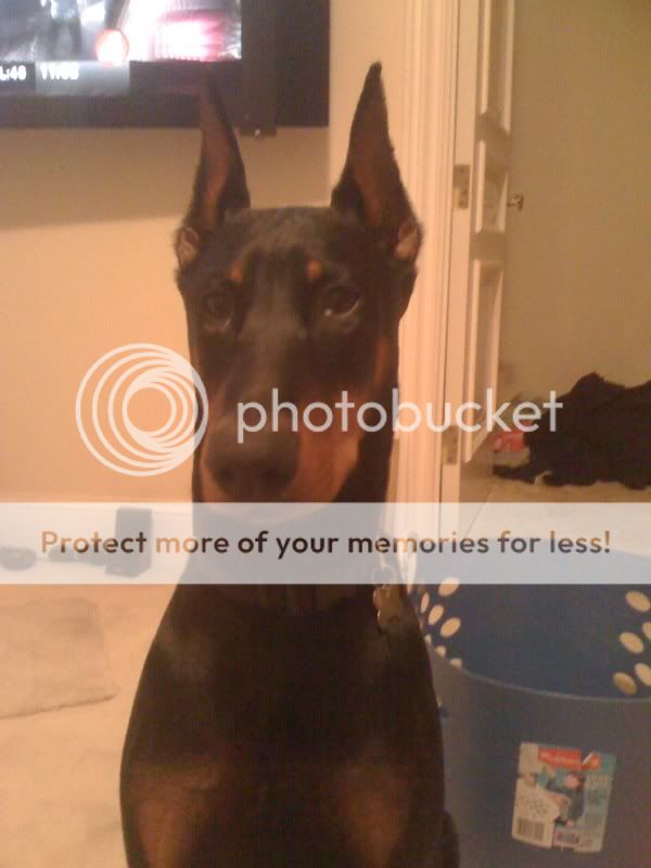 Ear crop gone bad?? Concerned!! | Doberman Forum : Doberman Breed Dog ...