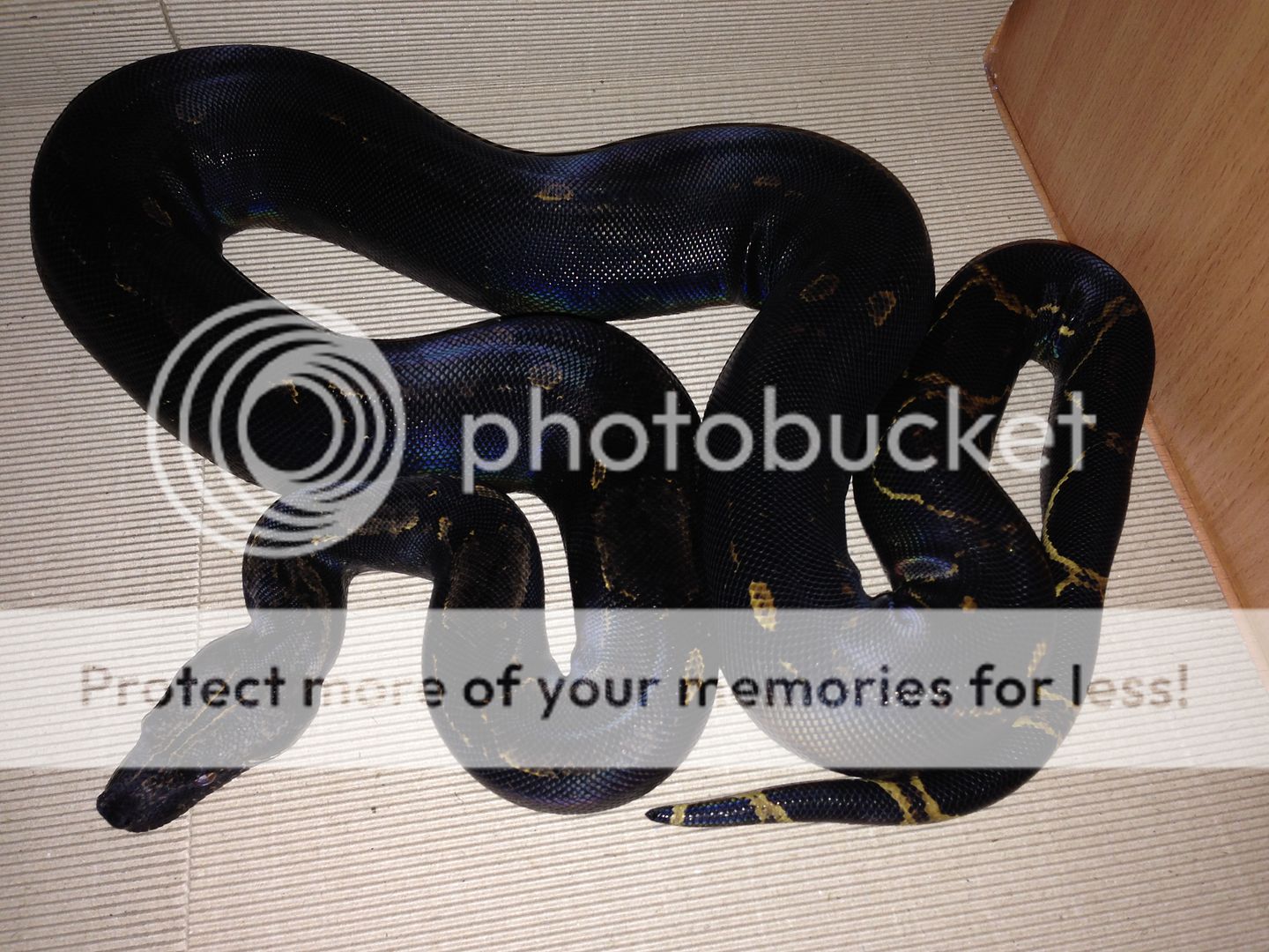 IMG morphs | Reptile Forums