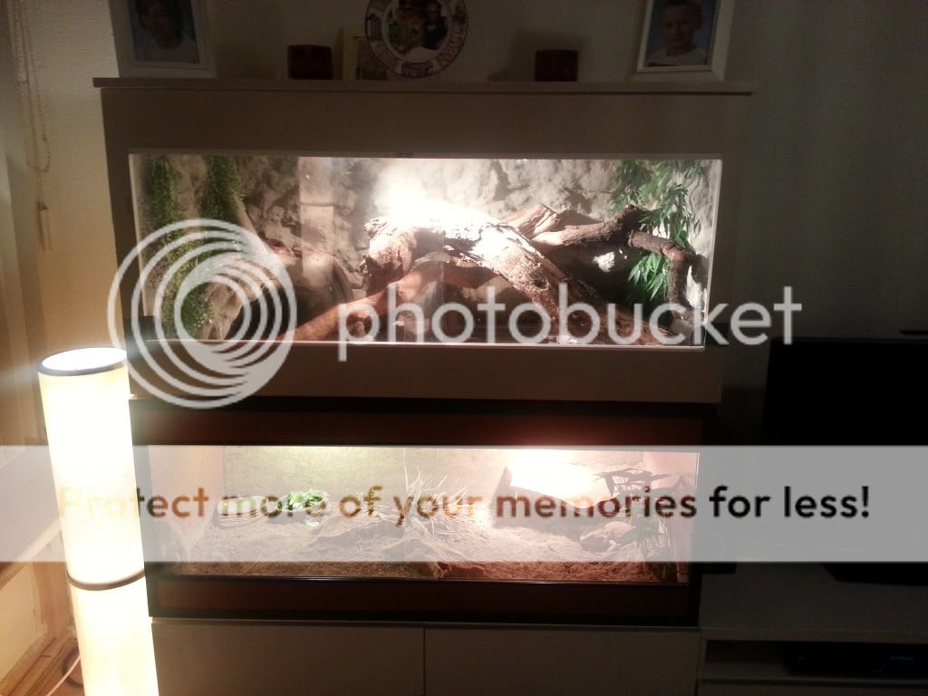 Reptielenforum • Toon onderwerp - Mijn rattenslang