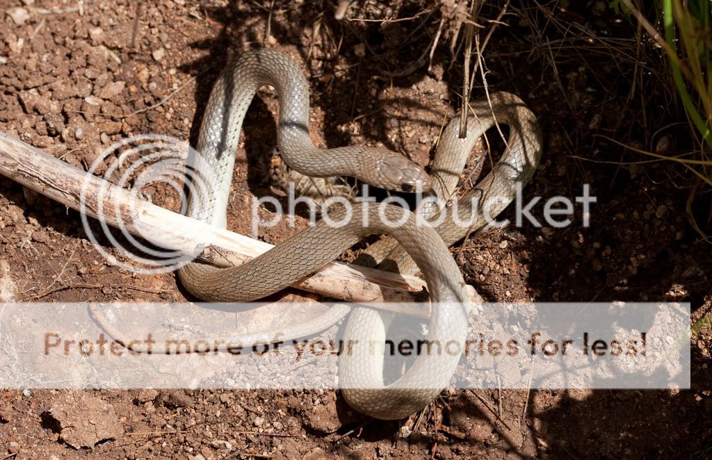 Turkish snakes ID? | Reptile Forums