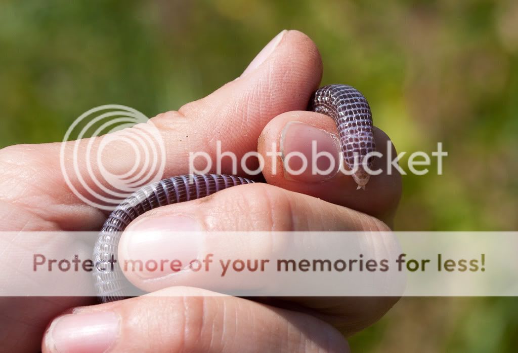 Turkish snakes ID? | Reptile Forums