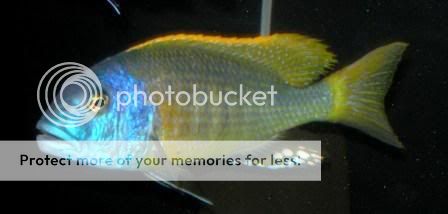More fish for sale!!! Pictures/Prices included!! | MonsterFishKeepers.com
