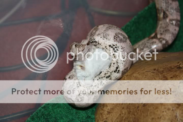 crawl cay feeding | Reptile Forums